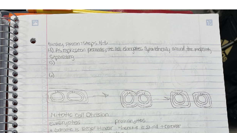 Final Exam Study Guide for ABC123: Binary Fission & Mitosis - Studocu