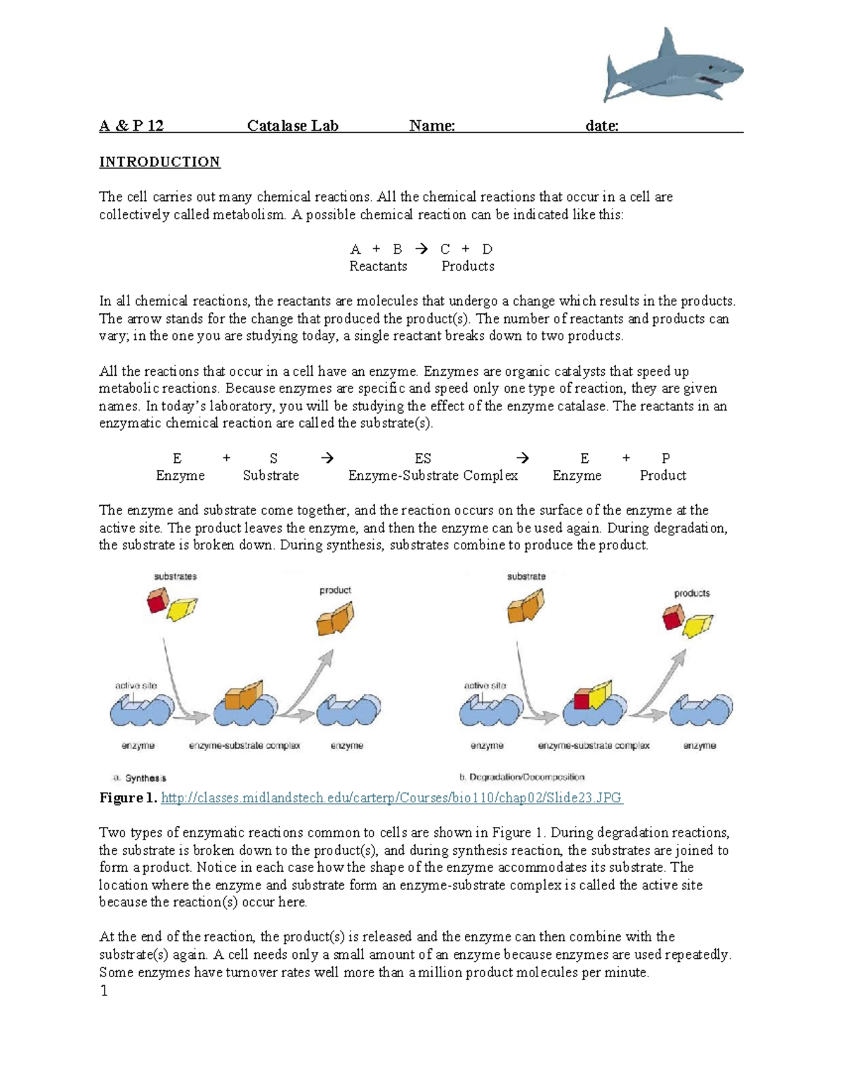 Catalase Lab Experiment: A&P 12 - Studocu