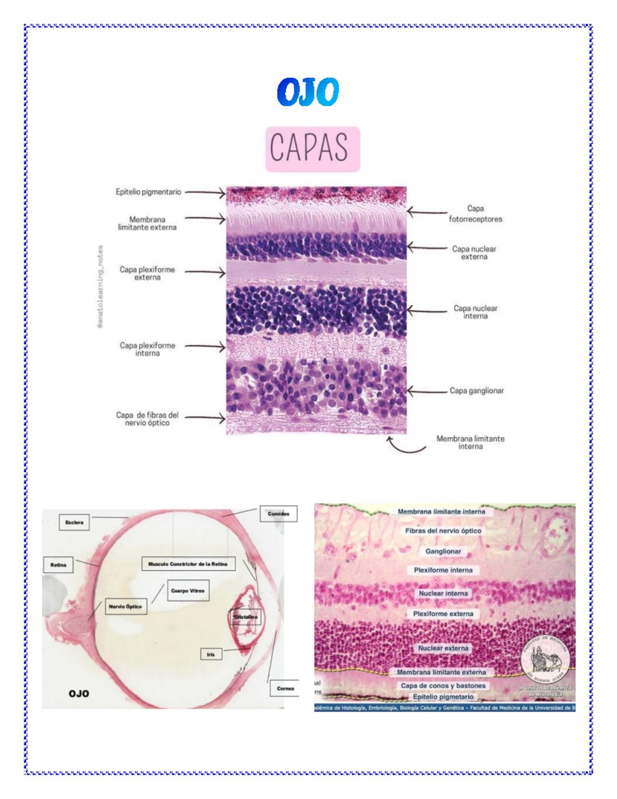 Ojo y oido Histologia - OJO CAPAS Epitelio pigmentario Capa Membrana ...