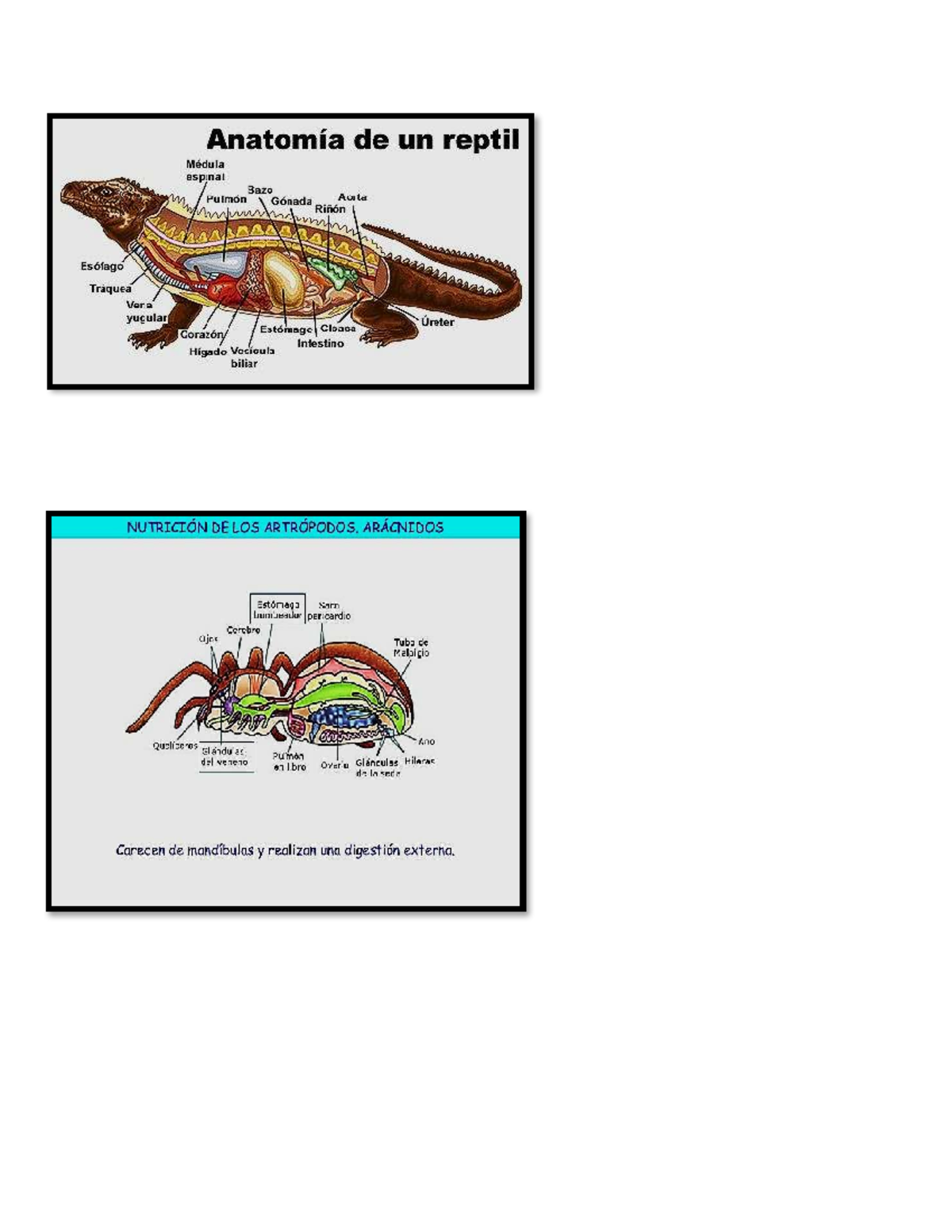 Anatomía y Nutrición de Reptiles y Artrópodos en Biología 101 - Studocu
