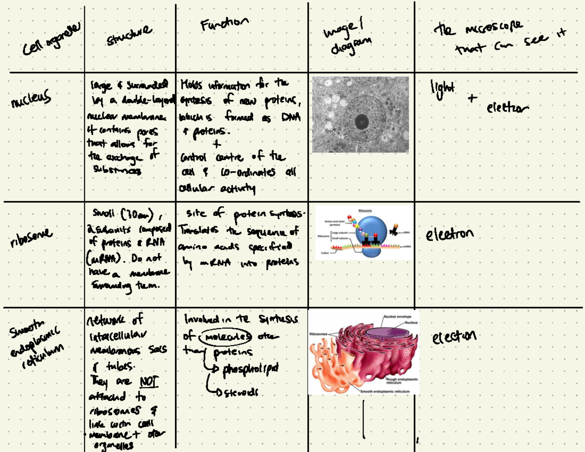 Cellular Organelles Summary: Function & Structure Insights - Studocu