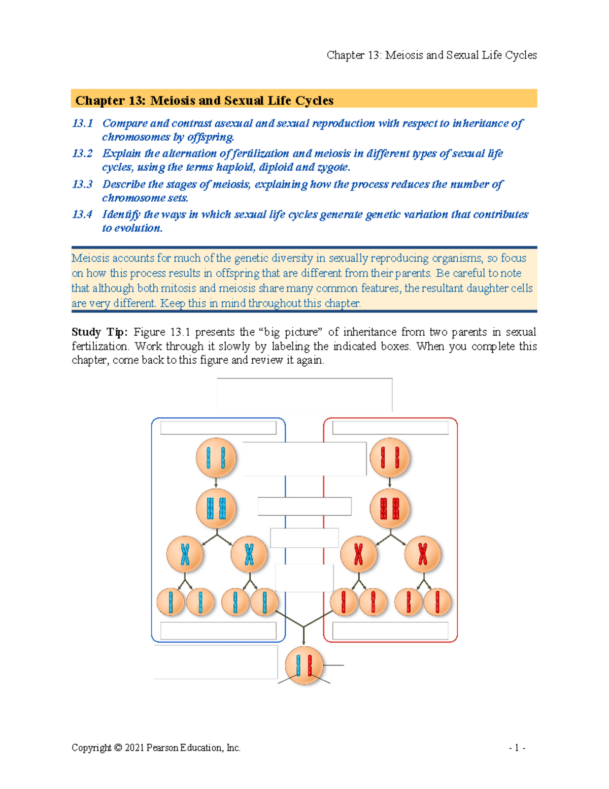Bio12 ARG 13 - Chapter 13: Meiosis and Genetic Variation Insights - Studocu