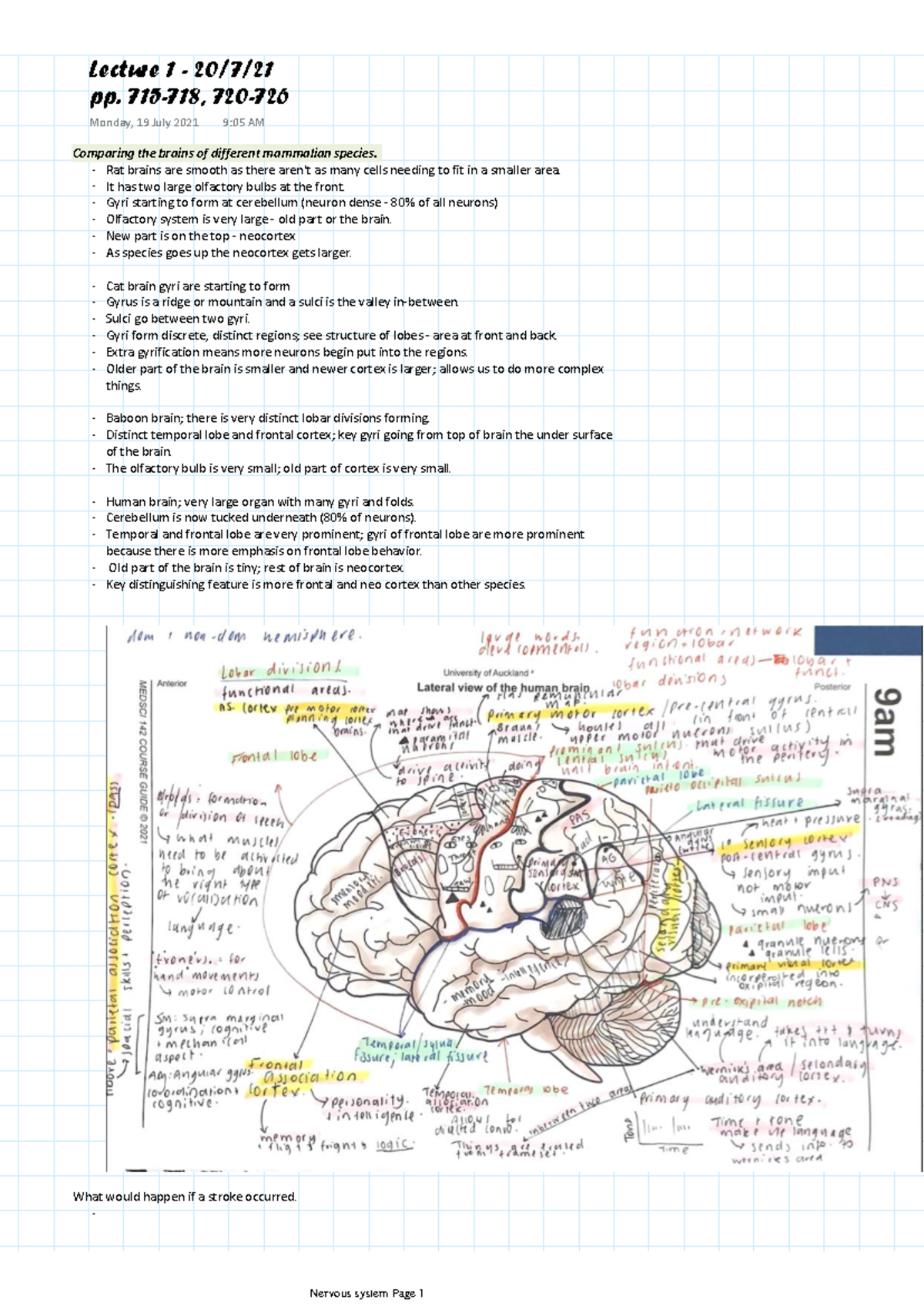 Medsci 142 - Comparative Brain Anatomy and Spinal Cord Structures - Studocu