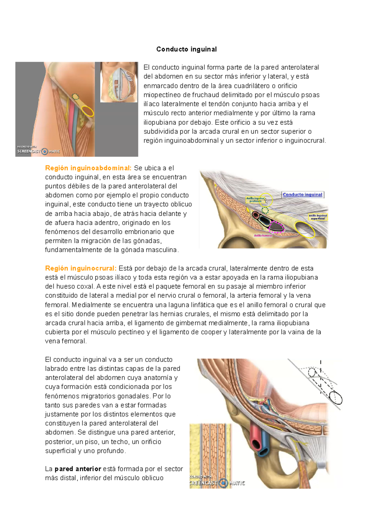 Anatomía del Conducto Inguinal: Estructura y Funciones - Studocu