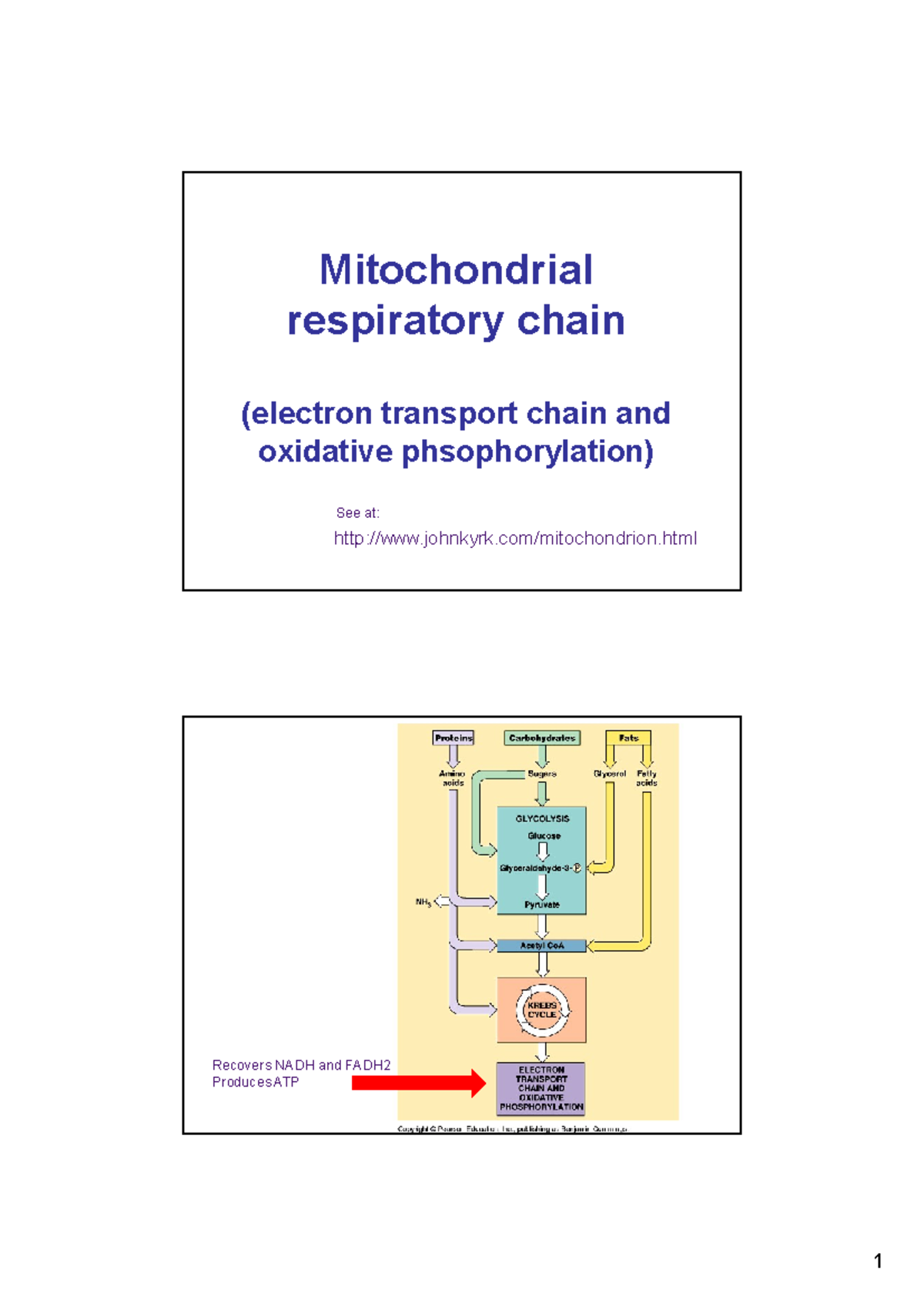 Lesson 2 - Mitochondrial respiratory chain - Mitochondrial respiratory ...
