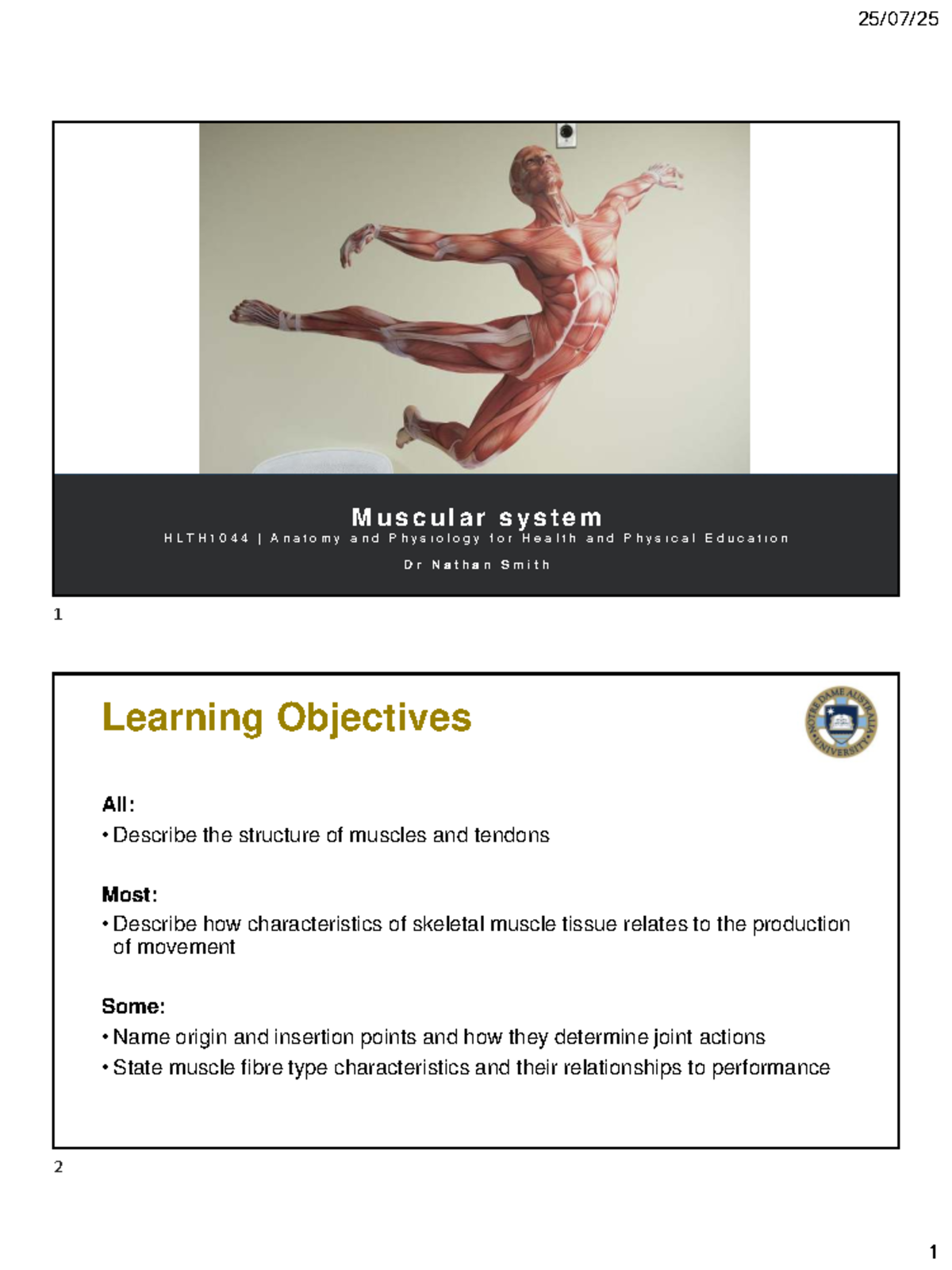 Muscular System Overview: HLTH1044 Anatomy & Physiology Notes - Studocu