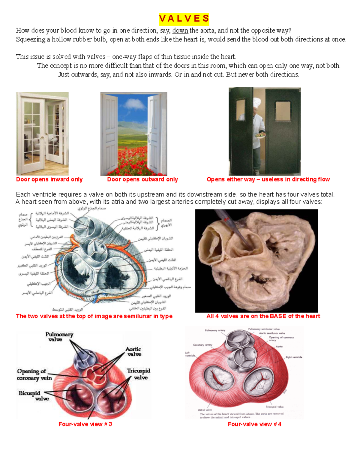 VALVES (BIO 101): Understanding Cardiac Function and Pathologies - Studocu