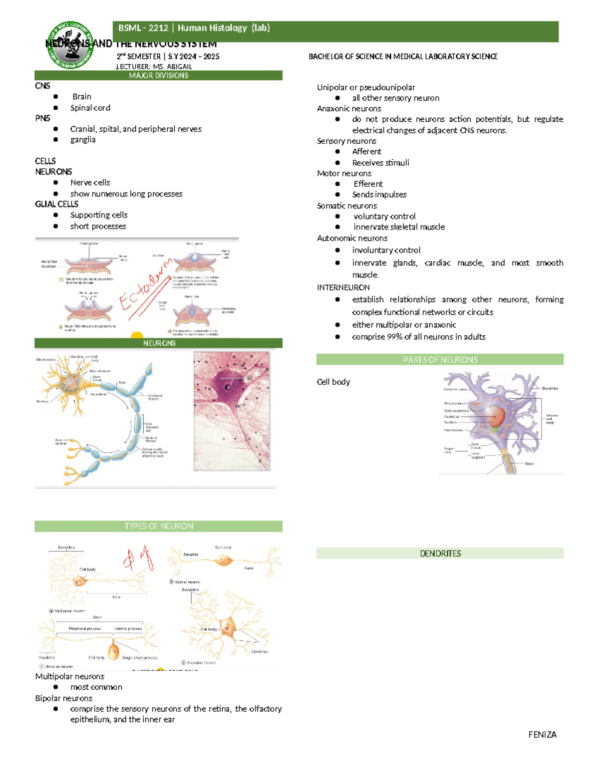 Neurons AND THE Nervous System - NEURONS AND THE NERVOUS SYSTEM 2 nd ...