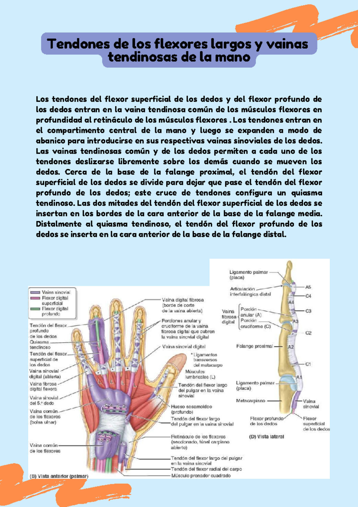 Anatomía de la mano P3 - Arterias y Tendones Flexores Detallados - Studocu