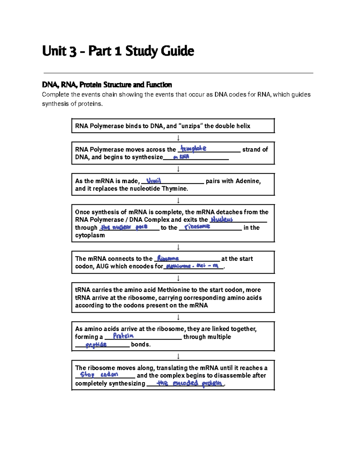 Unit 3: DNA, RNA, Protein Structure & Function Study Guide - Studocu