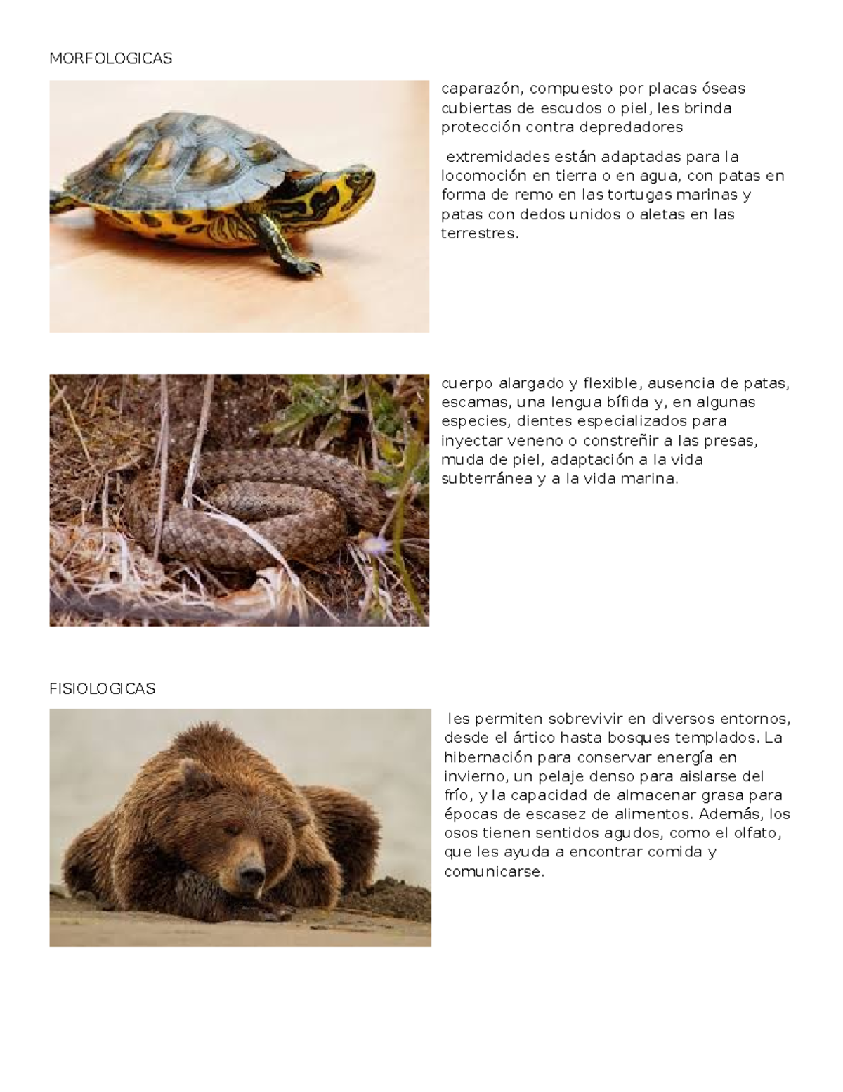 MORFOLOGICAS: Adaptaciones de Animales a su Entorno - Studocu