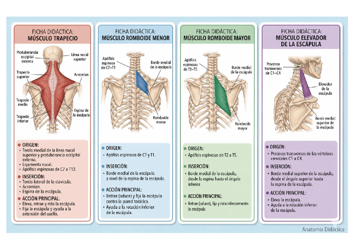 Fichas Didácticas de Anatomía: Músculos y Funciones (FICHA) - Studocu