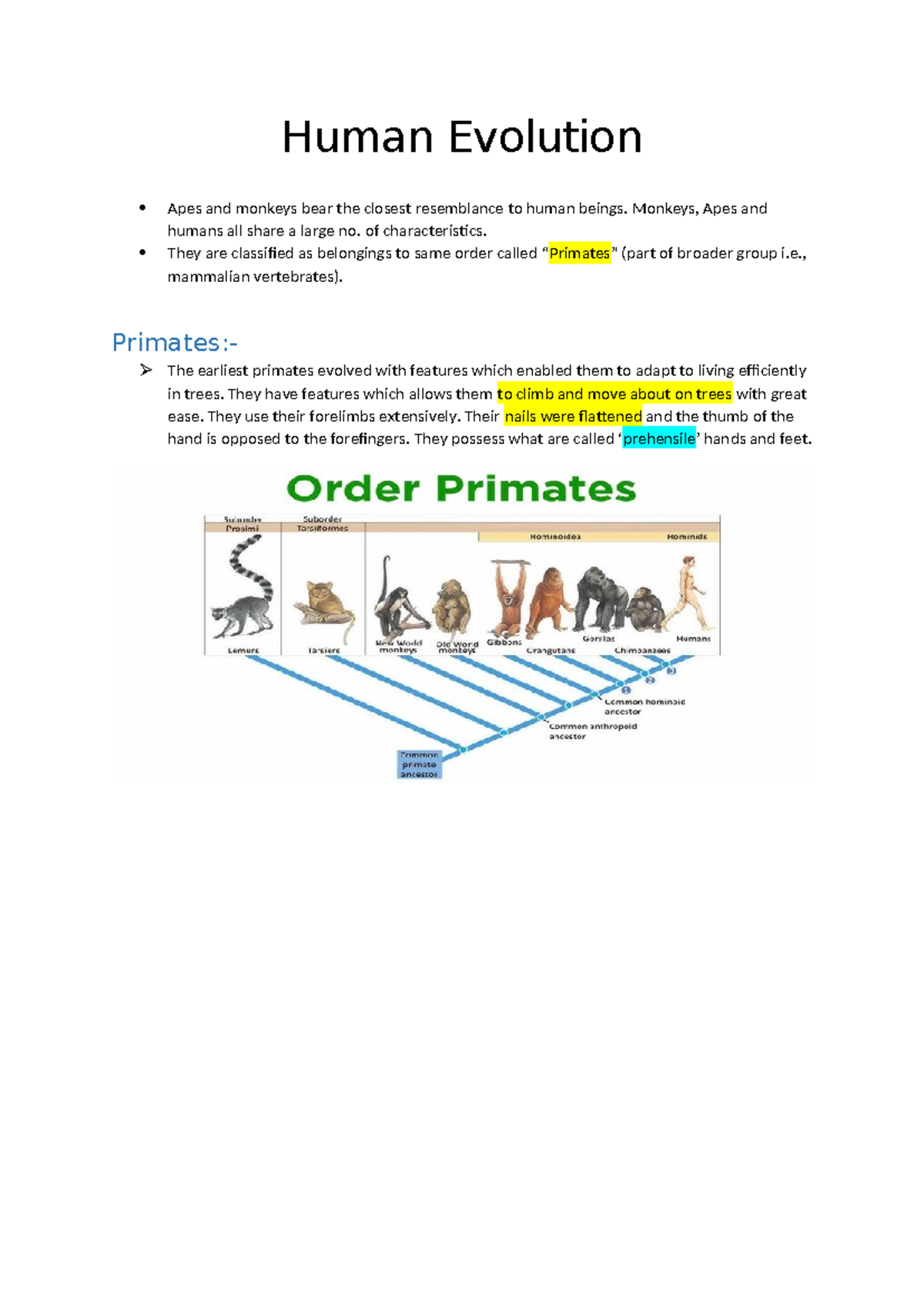 Human Evolution: Notes on Primates and Their Characteristics - Studocu