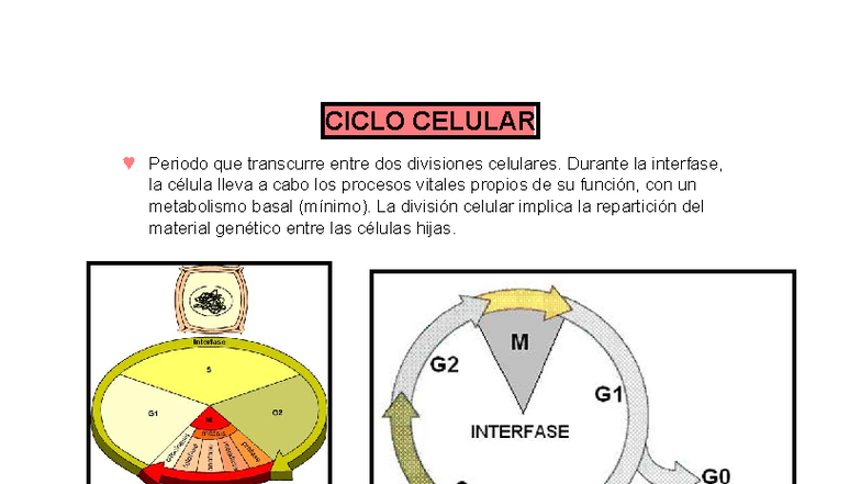 CICLO CELULAR: Interfase, División y Regulación (Biología 101) - Studocu