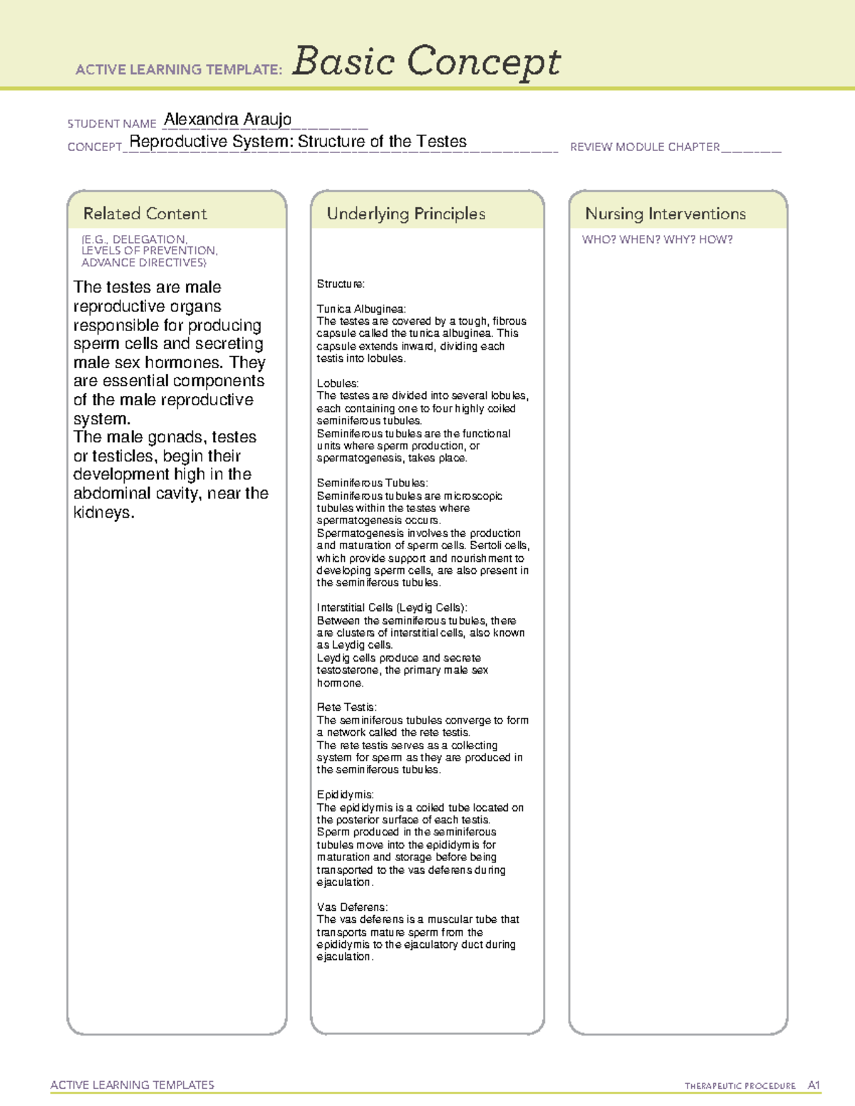 Template 8 - Basic Concepts: Reproductive System - Testes Structure ...