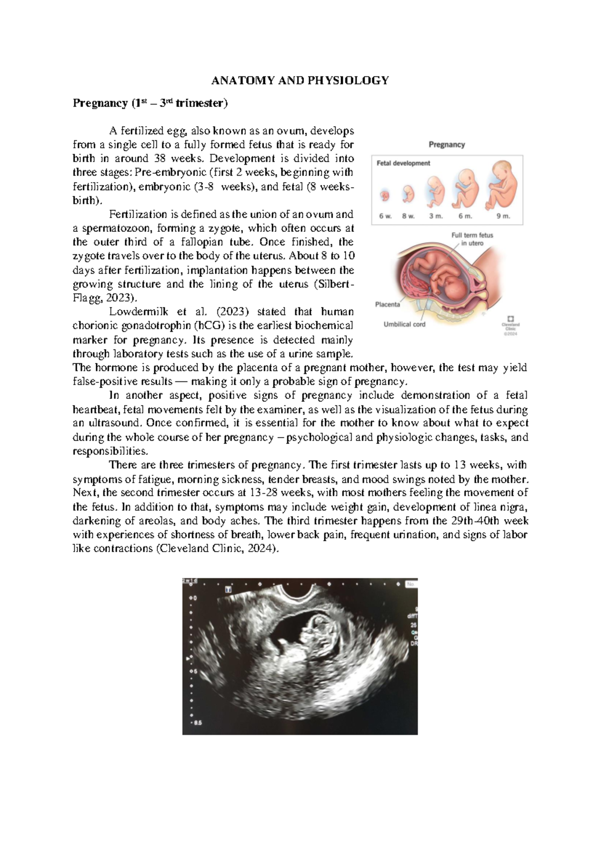 DR-CASE Study '24 - ANATOMY AND PHYSIOLOGY Pregnancy (1st – 3 rd ...