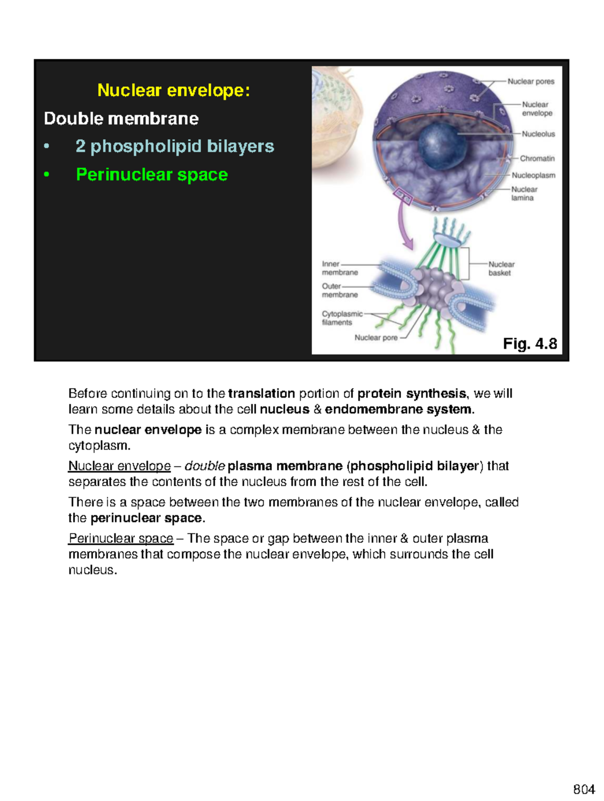 Translation Process and Protein Synthesis Overview for BIO 101 - Studocu