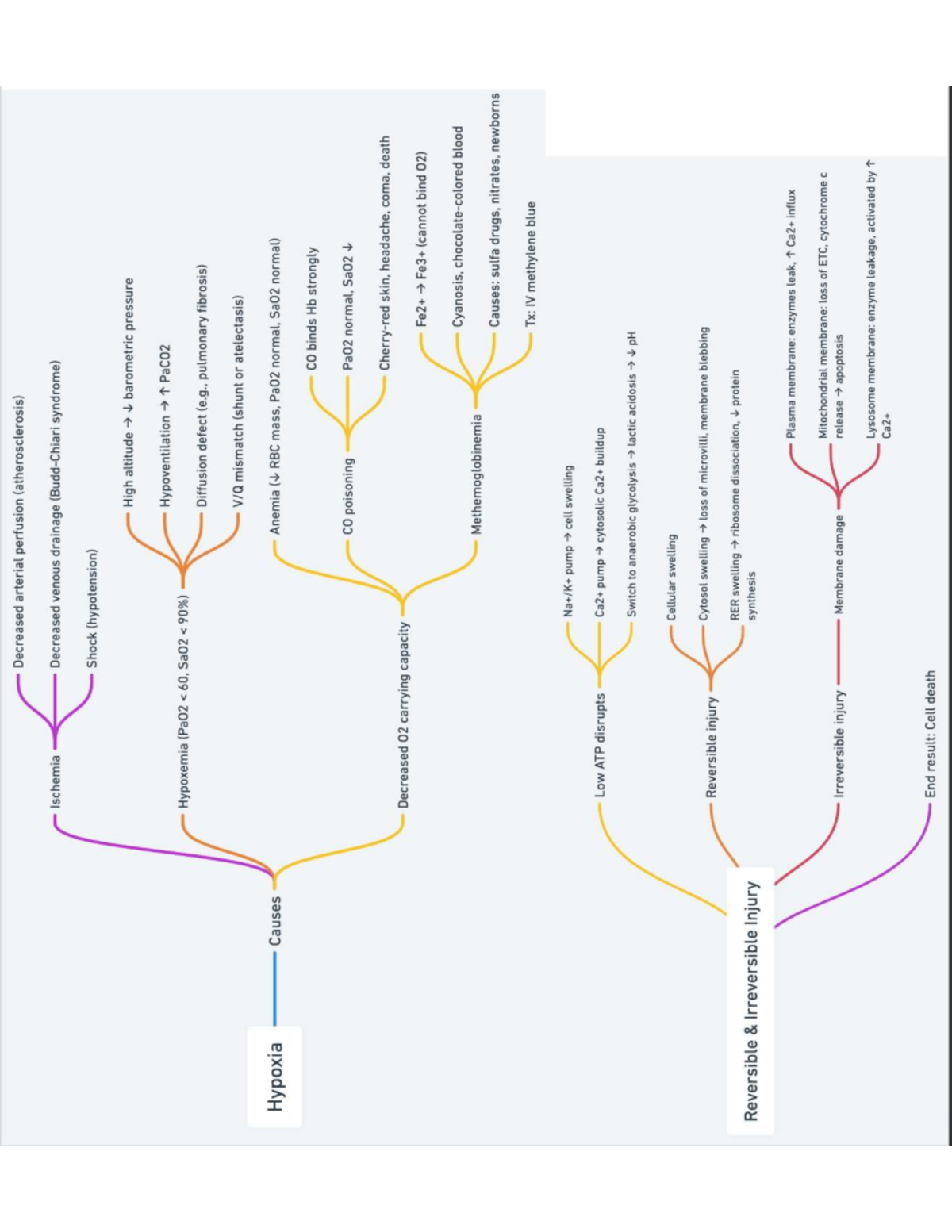Hypoxia and Cell Injury: Reversible vs Irreversible Mechanisms - Studocu