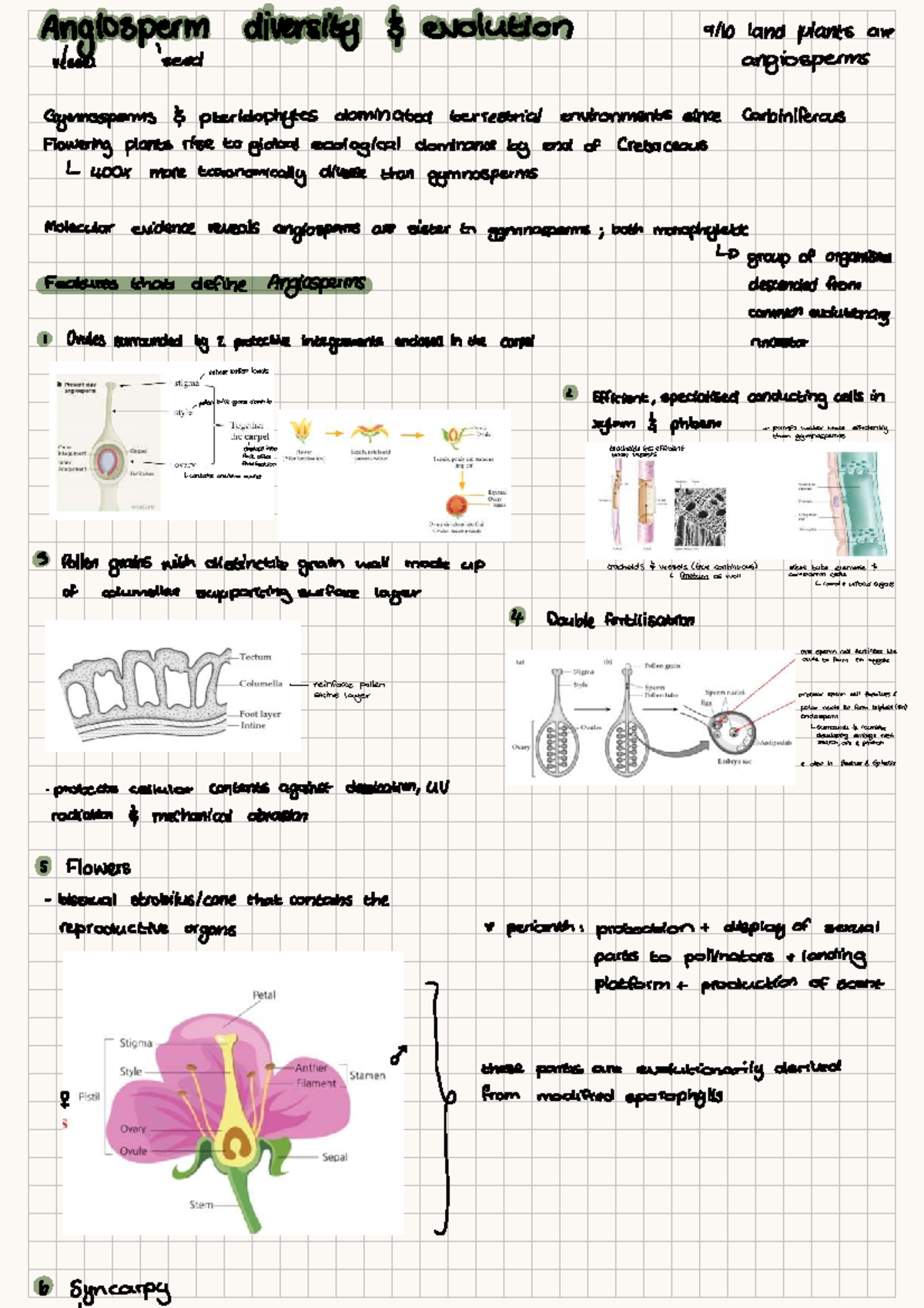 ZS Notes on Angiosperm Diversity and Evolution in Land Plants - Studocu