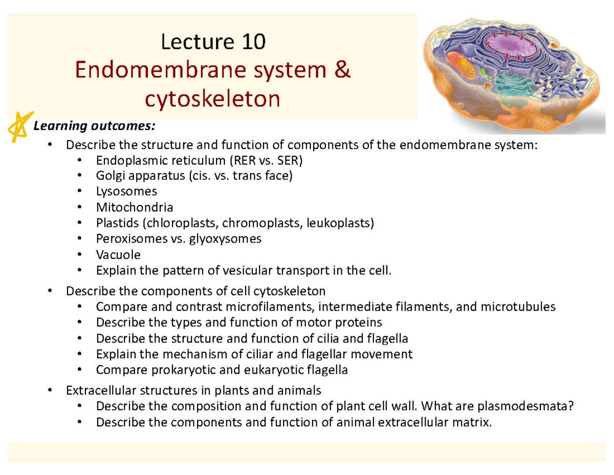 Lecture 10: Endomembrane System & Cytoskeleton Overview - Studocu