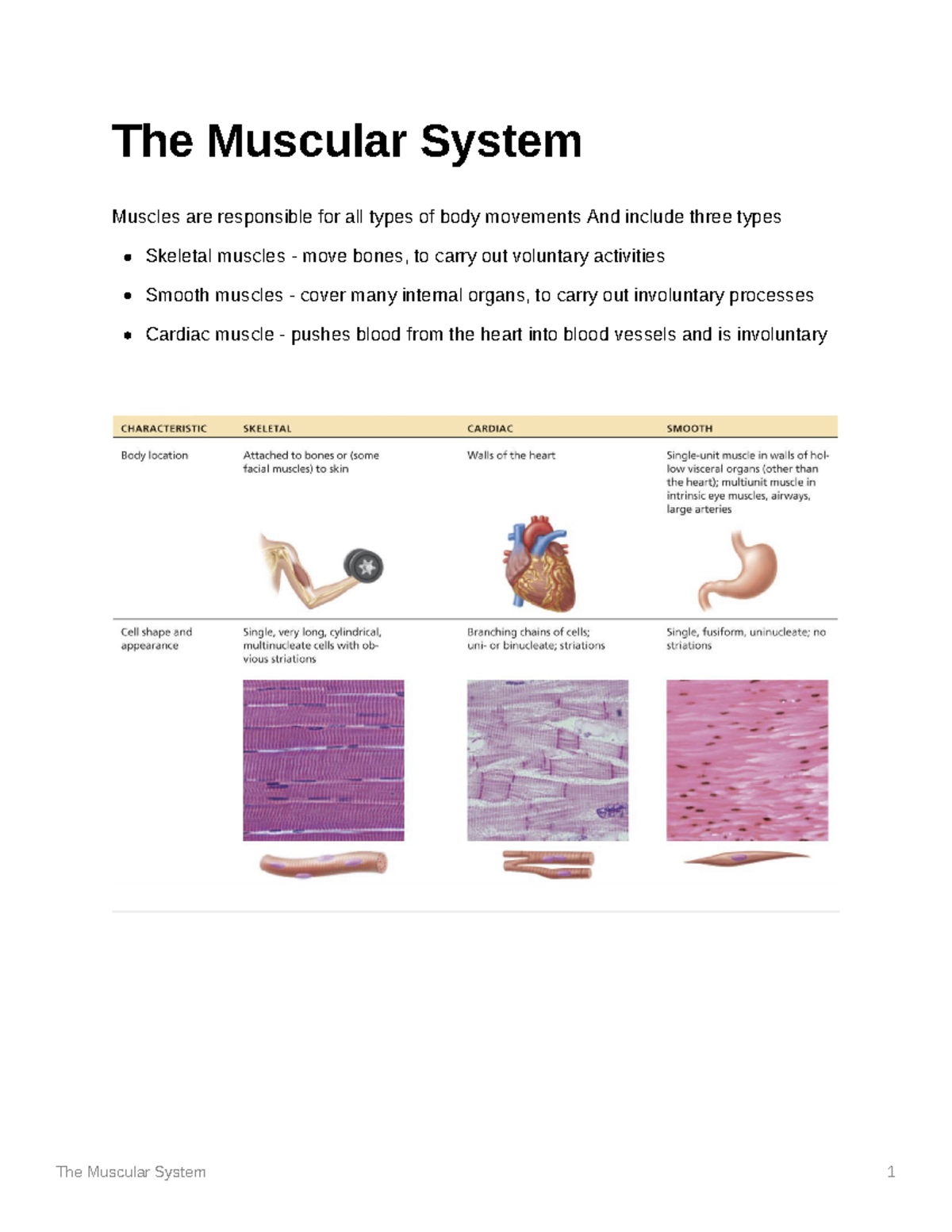 Anatomy and Physiology: Exploring the Muscular System Functions - Studocu