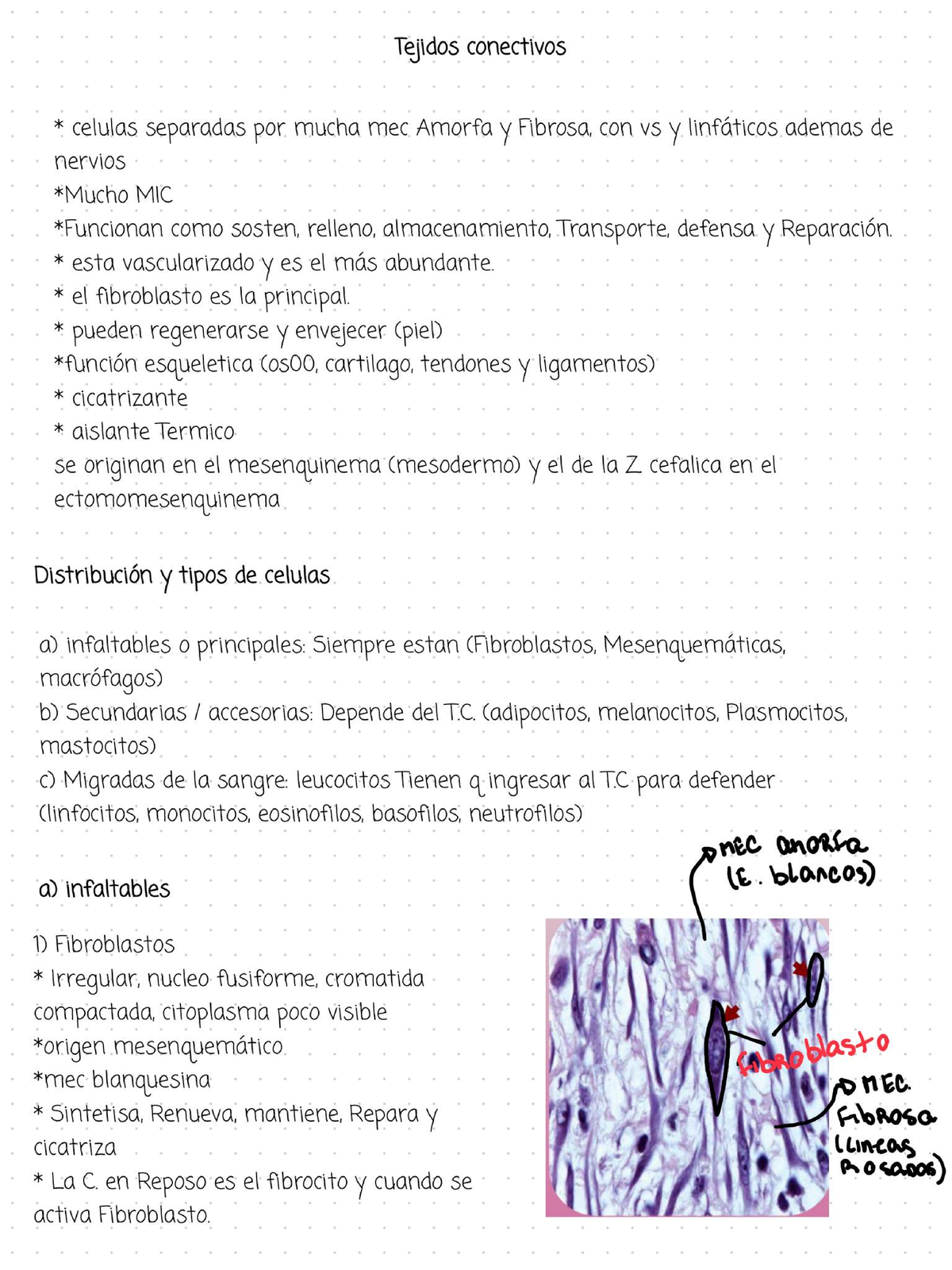 Histología - Tejidos conectivos - Tejidos conectivos celulas separadas ...