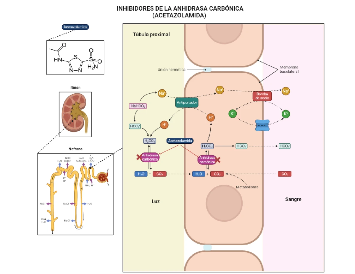 Proceso Ladme según la vía de administración - UNIVERSIDAD AUTÓNOMA DE ...