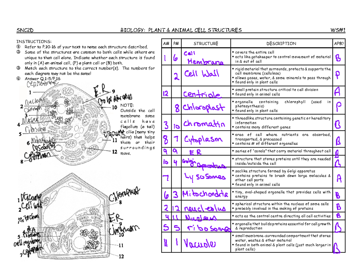 SNC2D Biology - Plant & Animal Cells Structure Worksheet Answers - Studocu