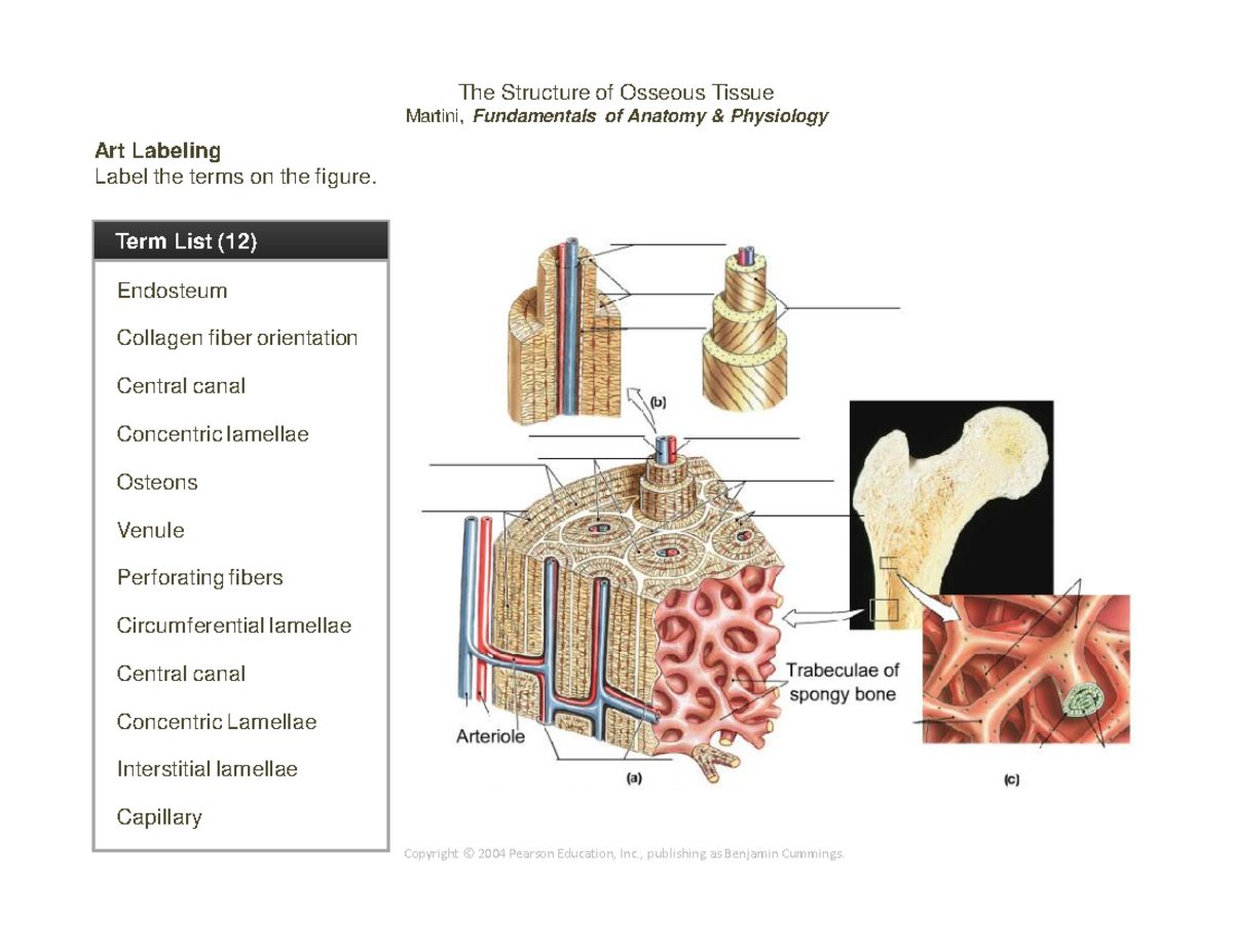 6 The Structure of Osseous Tissue - Term List (10) Endosteum Collagen ...