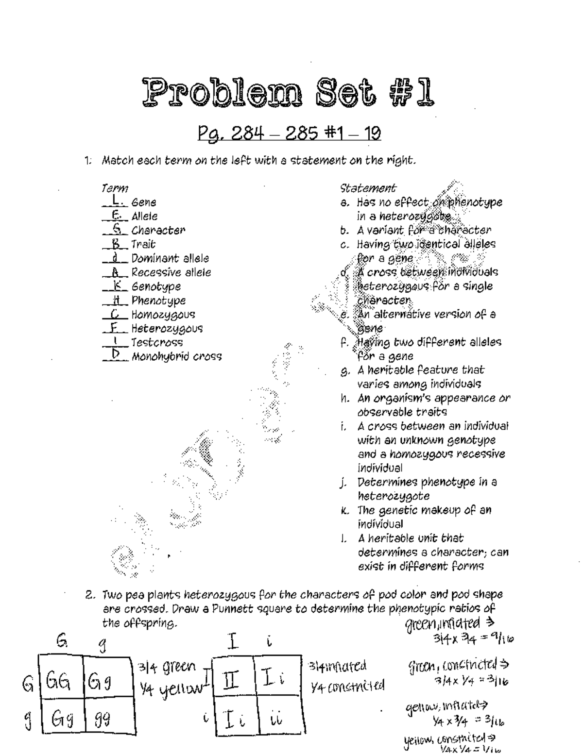 Genetics Probability Practice Set 1 Key: Matching Terms and Ratios ...