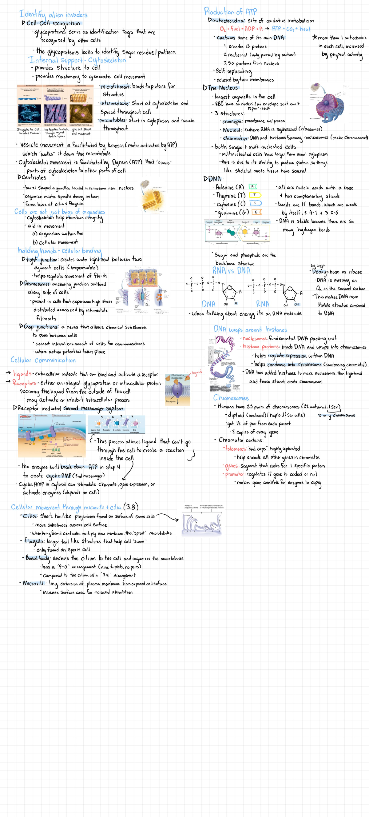 Chapter 3 Notes - Cell Identification, Structure, Support ...