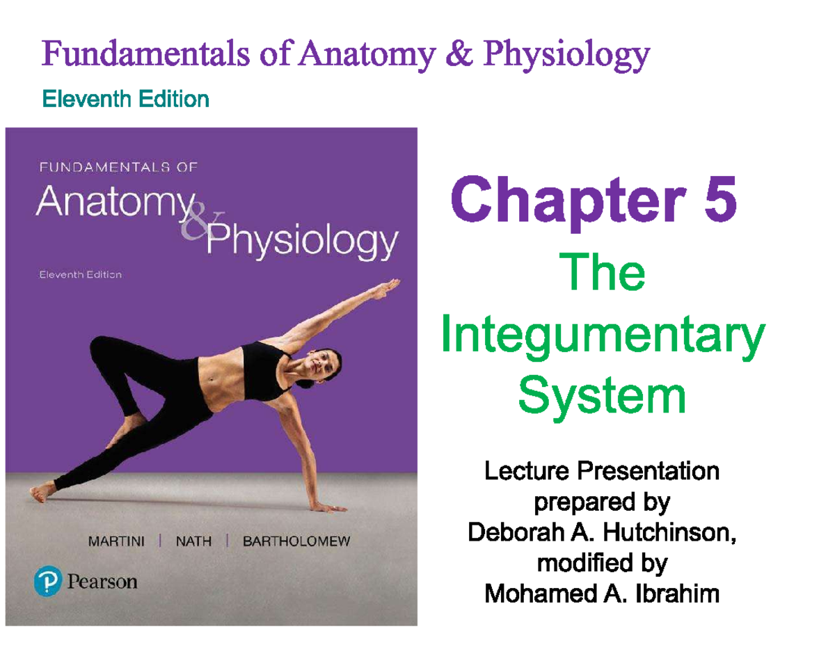 Chapter 5: The Integumentary System - Study Notes (FUNDAMENTALS OF ...
