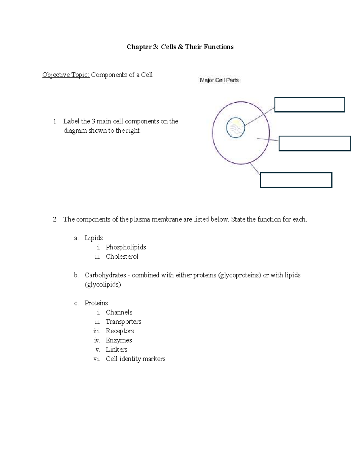 Chapter 3: Cells & Their Functions - Group Worksheet - Studocu