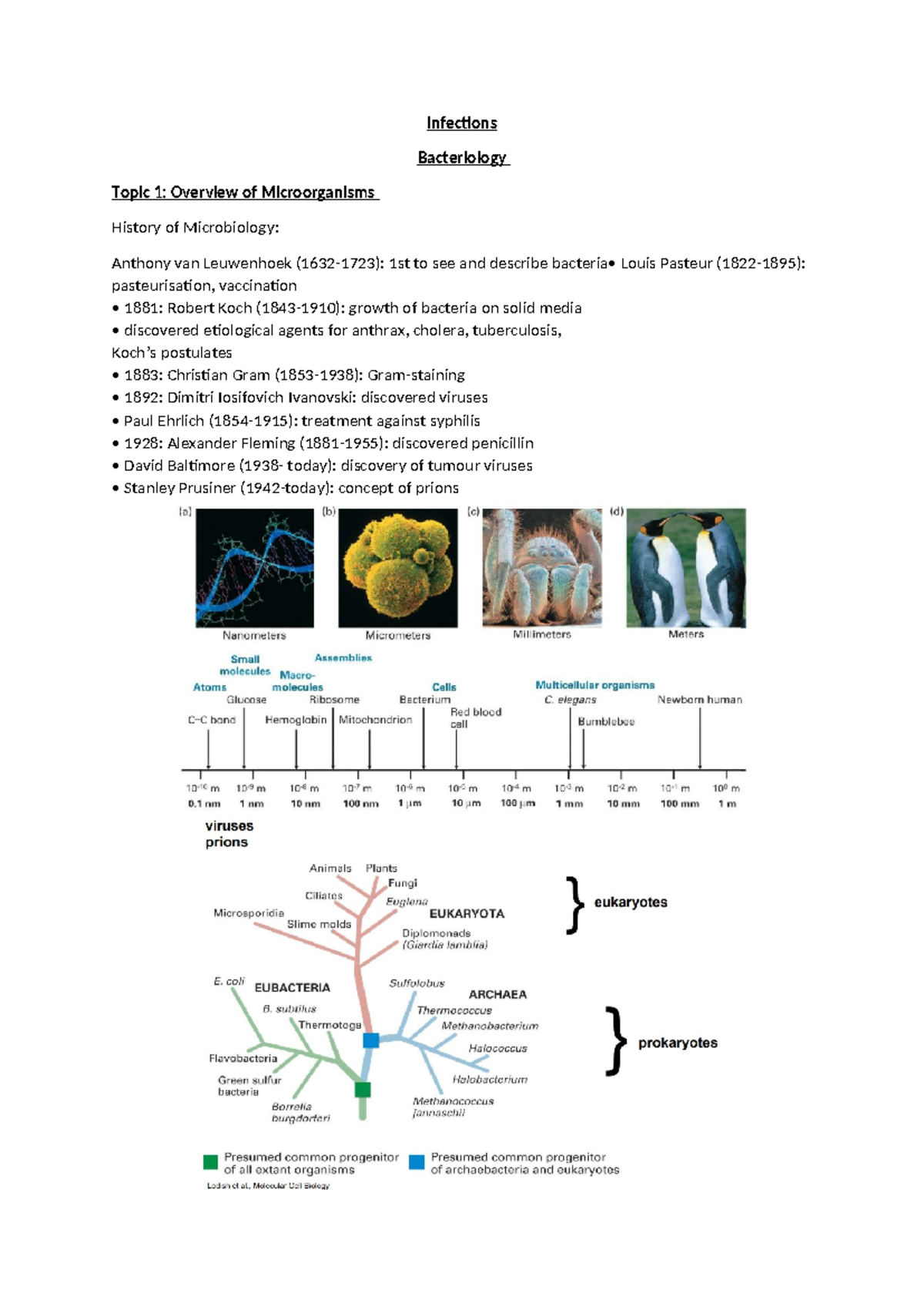 Infections Course FULL summary - Infections Bacteriology Topic 1 ...