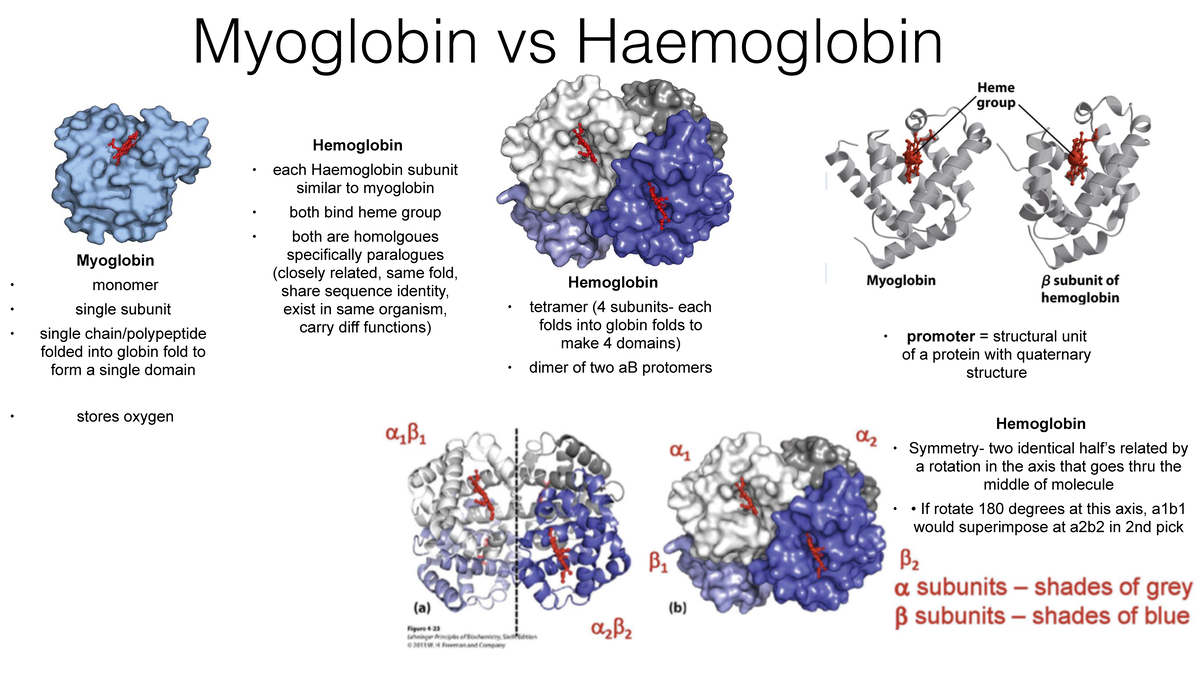 Biochem module 3 - Myoglobin vs Haemoglobin Myoglobin monomer single ...