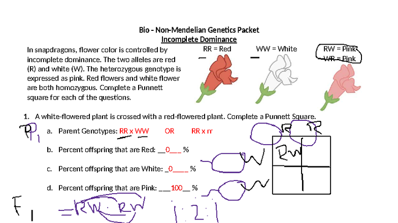 AK Bio - Non-Mendelian Genetics Packet: Incomplete Dominance ...