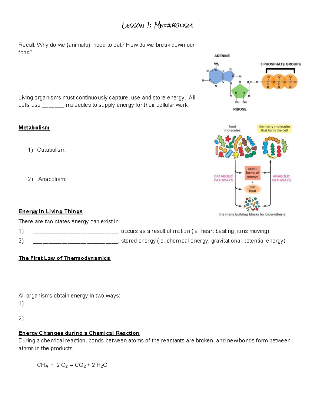 Metabolism Lecture Notes: Energy, Reactions, and Cellular Respiration ...
