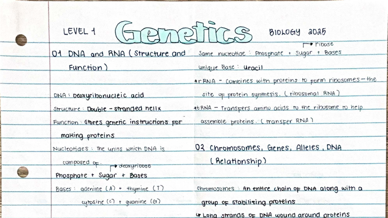 LEVEL 1 Genetics BIOLOGY 2025: DNA, RNA, and Mutations Overview - Studocu