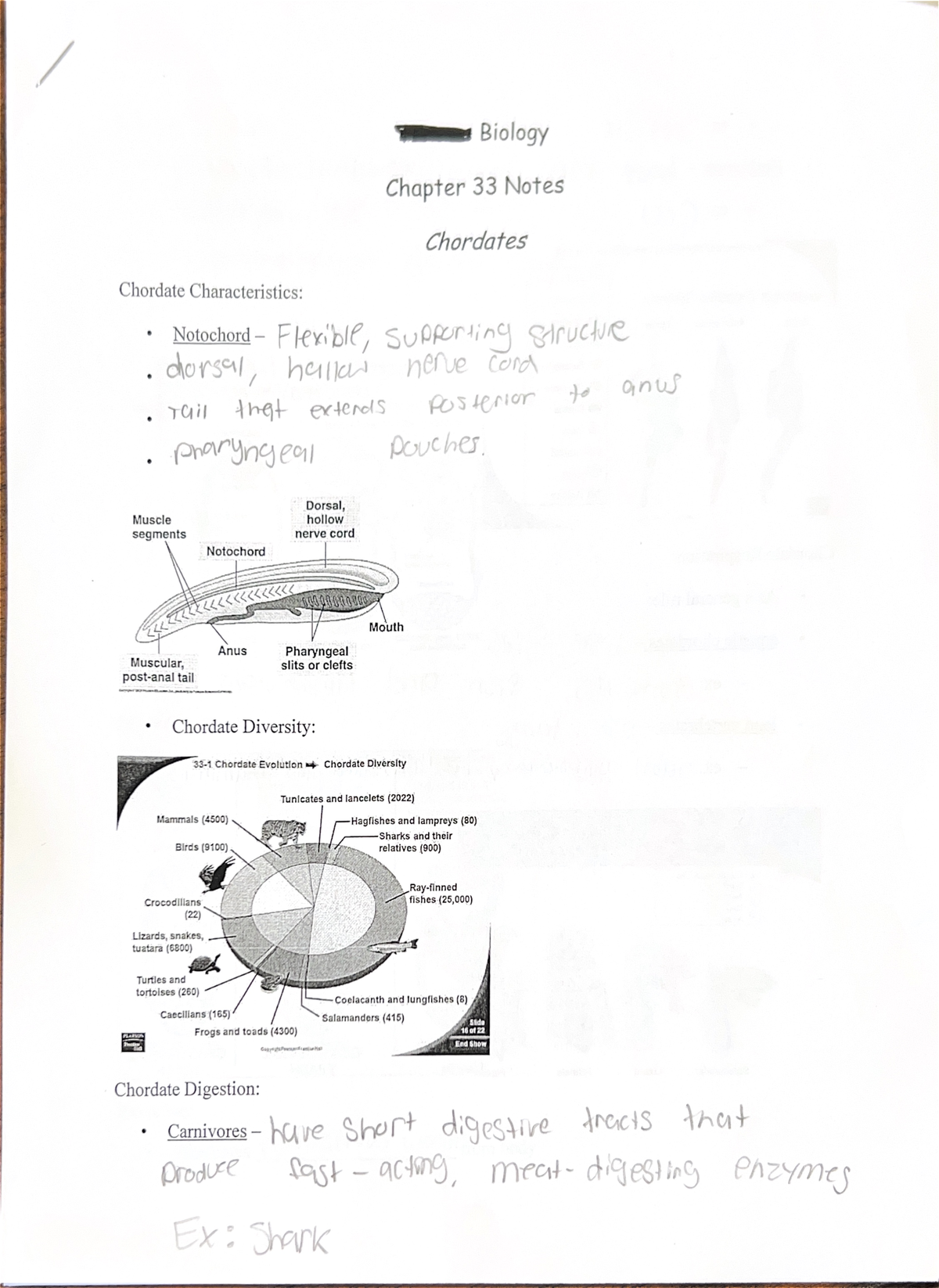 Biology Chapter 33 Notes: Chordates and Their Characteristics - Studocu