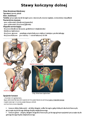 Stawy kończyny górnej - Staw mostkowo-obojczykowy Typ stawu: kulisty ...