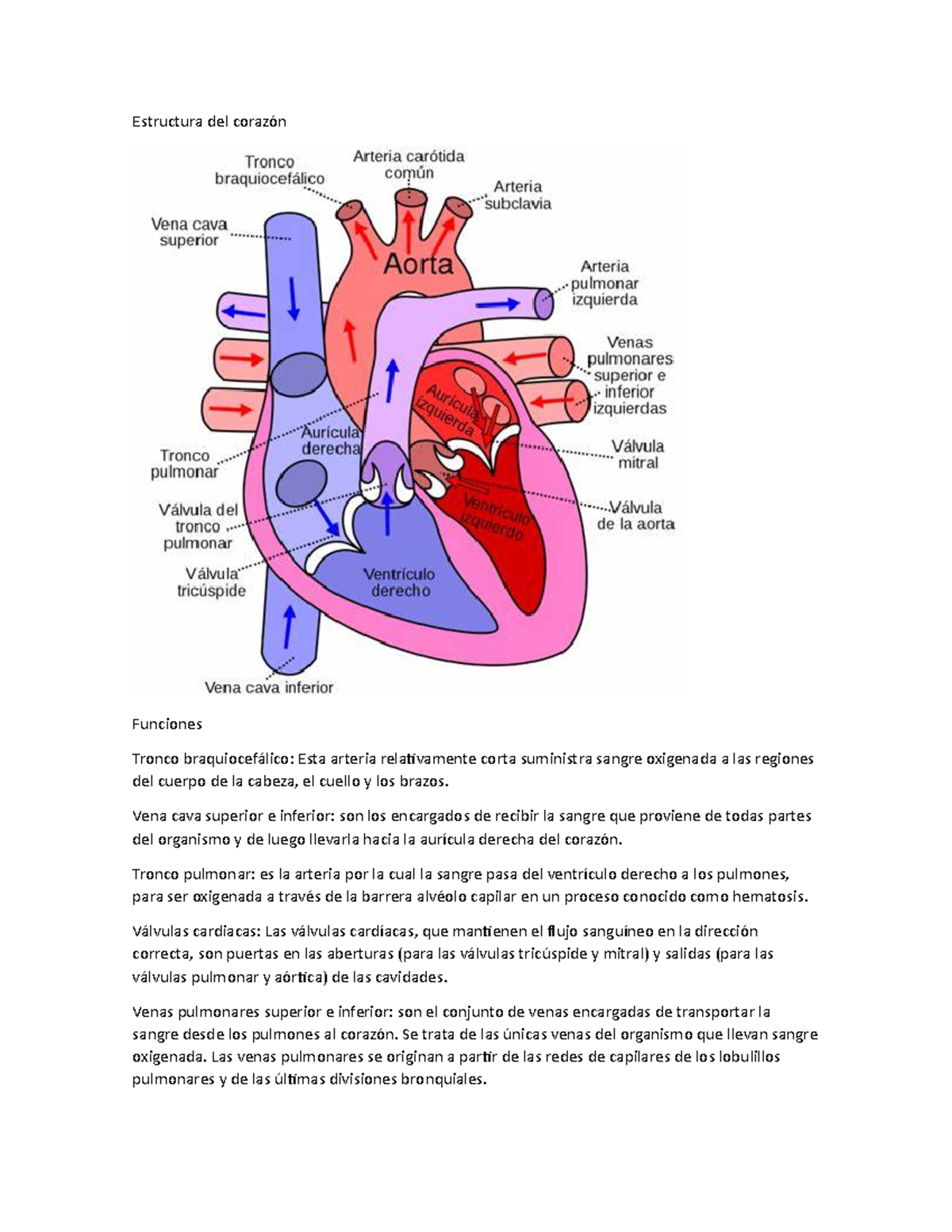 Estructura y Funciones del Corazón: Anatomía Cardiaca - Studocu