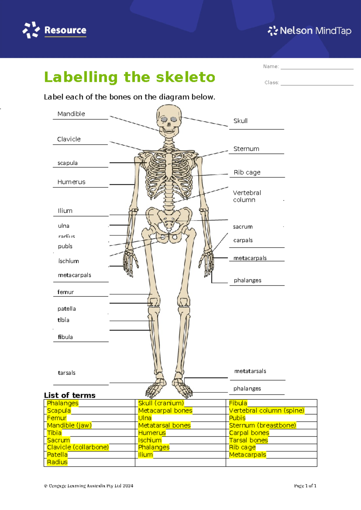Skeleton - VCE unit 1, physical education - Labelling the skeleton ...