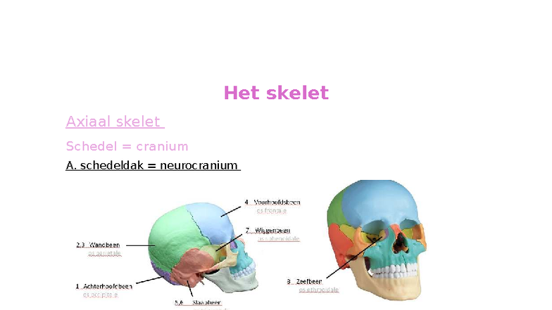 Biologie van de Mens - Het Skelet en Anatomische Posities - Studocu