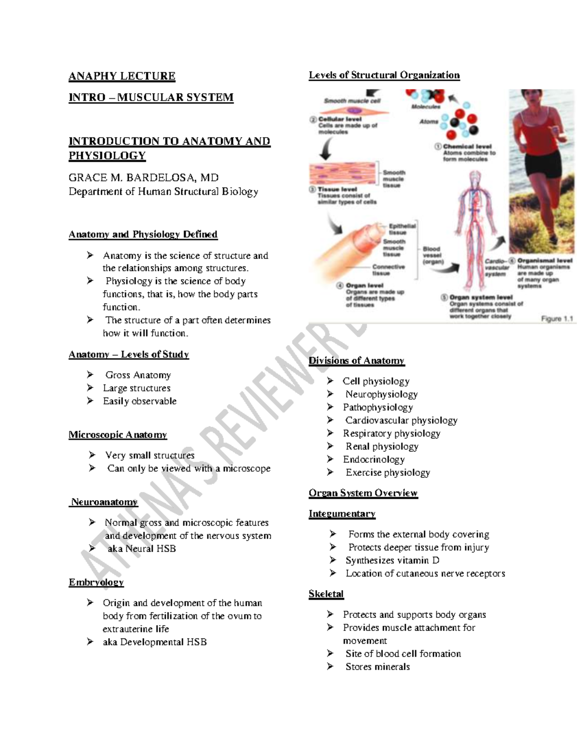 ANAPHY LEC Prelims Reviewer: Muscular System Overview and Anatomy - Studocu