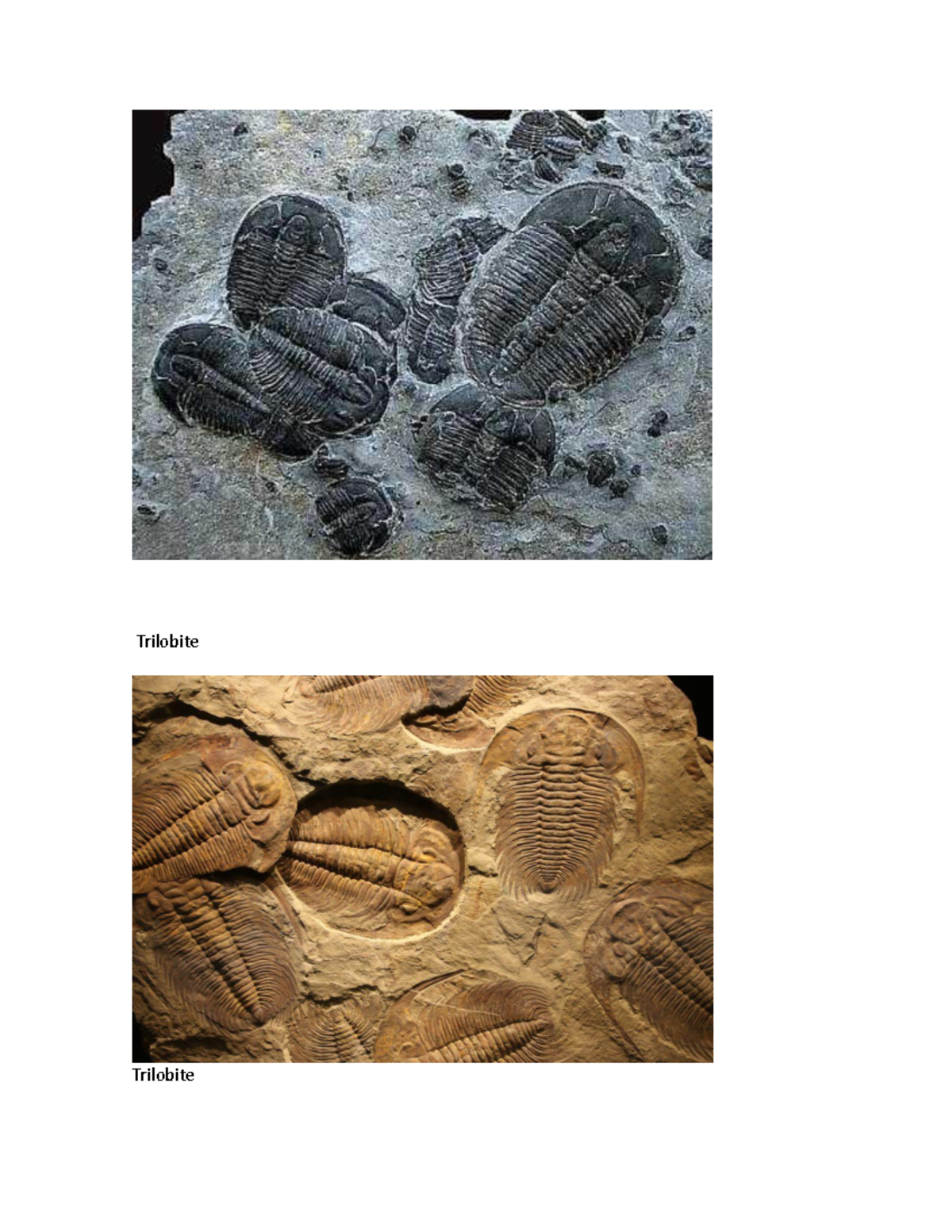 Fosiles - Biologia - Trilobite Trilobite Planta vascular: equisetum ...