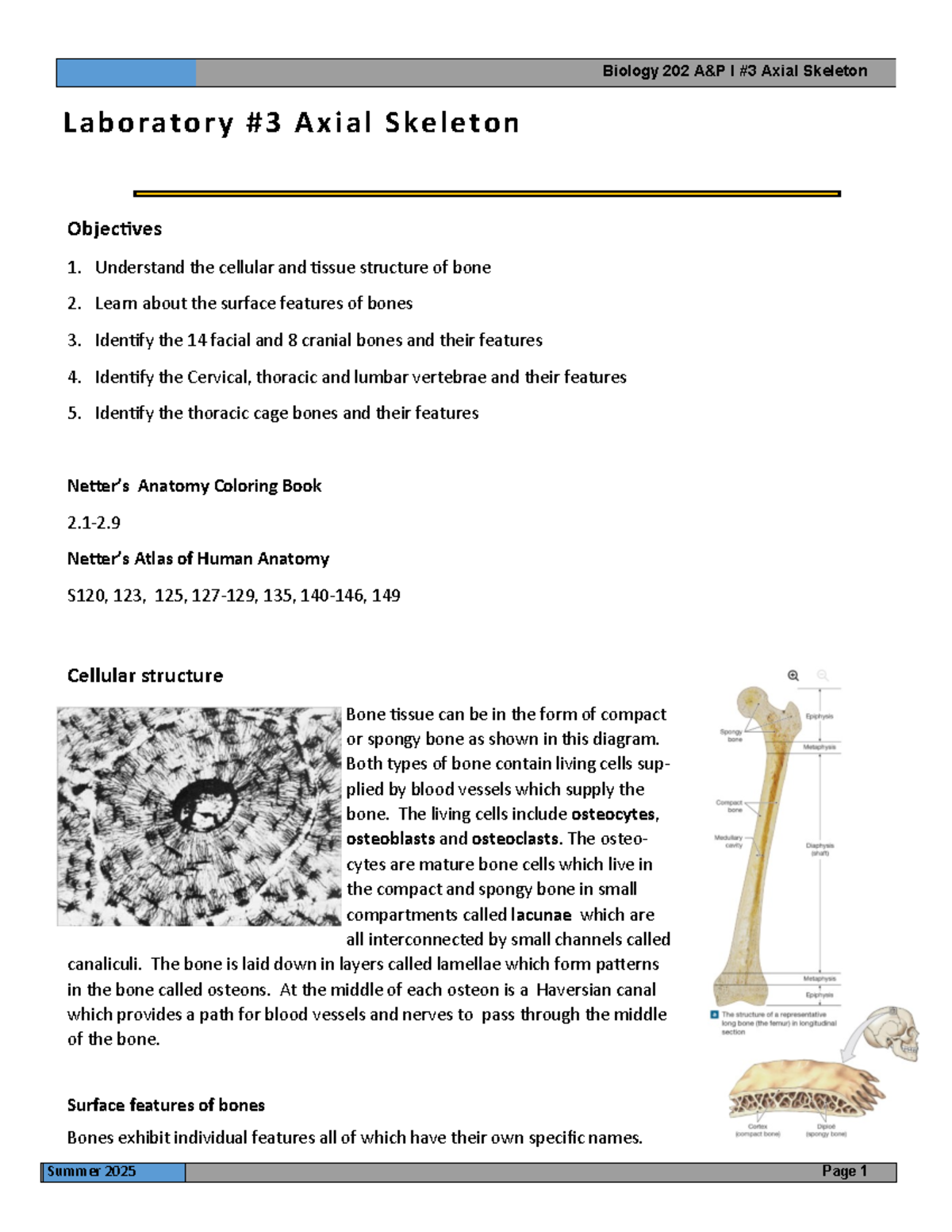 Biology 202 A&P I: Lab #3 Axial Skeleton Overview & Identification - Studocu