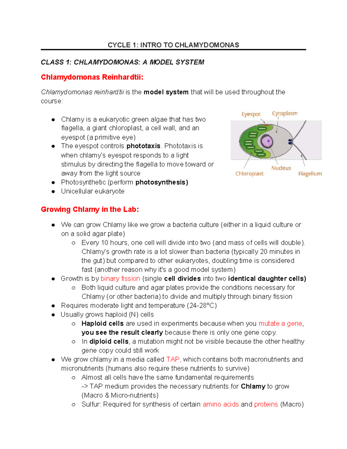 BIO 1002B - Cycle 1: Introduction to Chlamydomonas and Its Functions ...