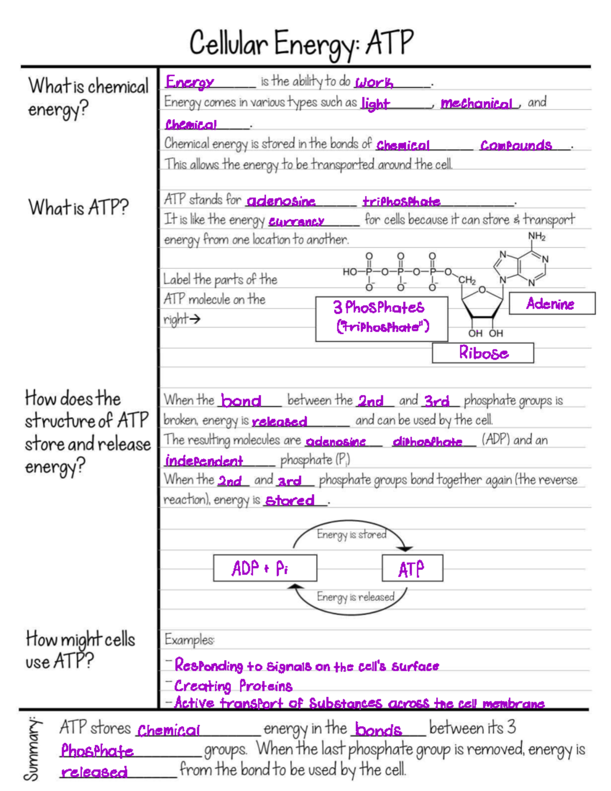 Cellular Metabolism Notes (4.2-4.5): ATP, Respiration & Photosynthesis ...