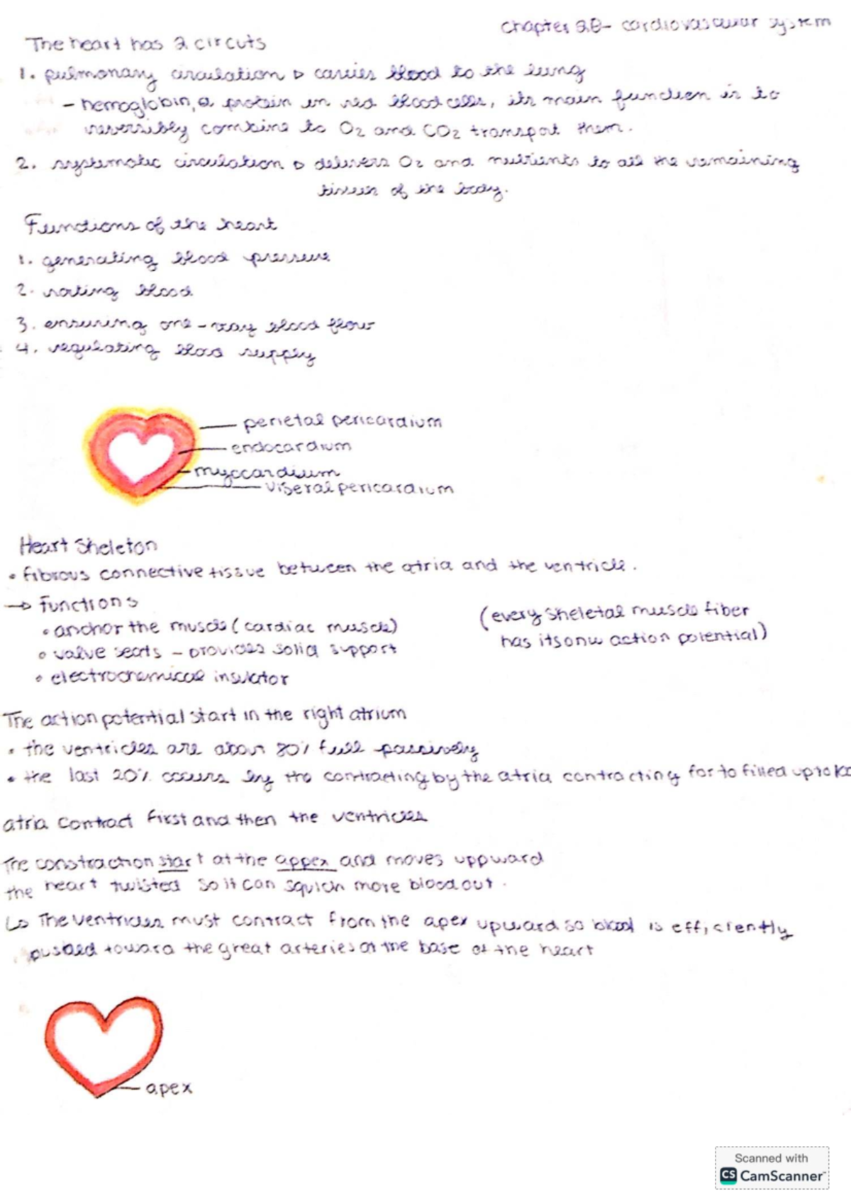 Chapter 20 - Cardiovascular System: Heart Functions & Circulation - Studocu