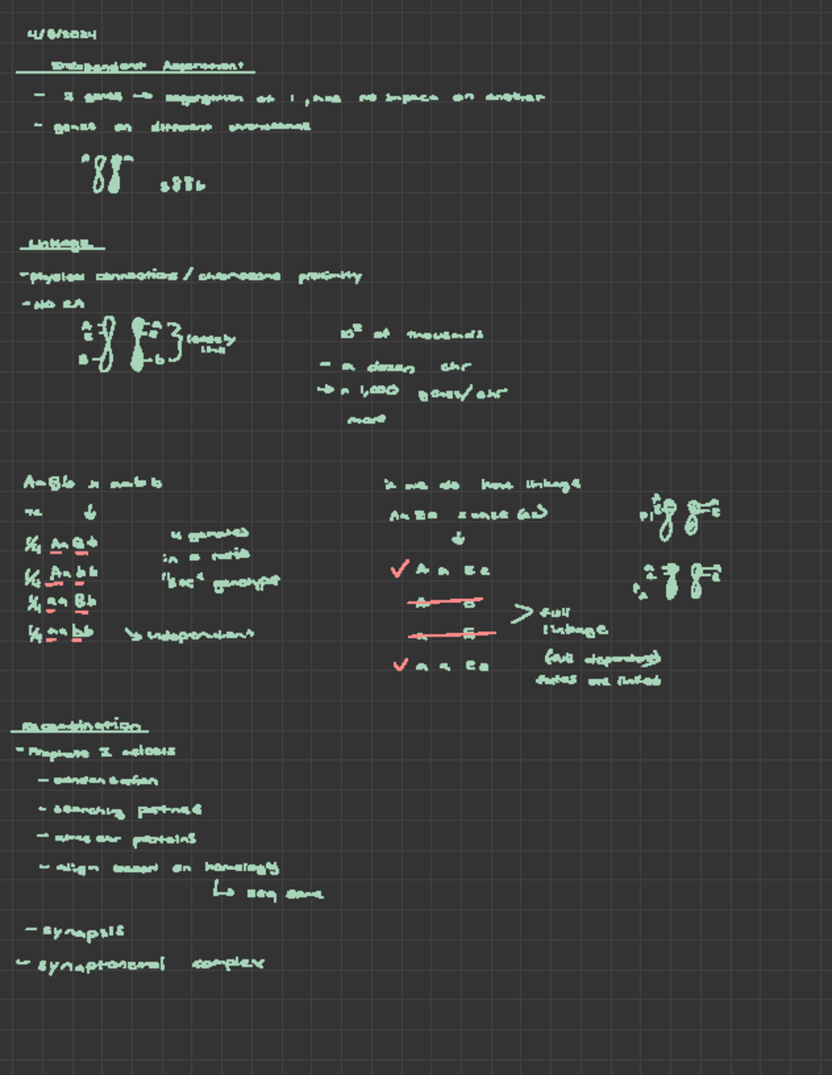 Plant Genetics - 4)/8/ Independent Assortment 2 genes - > seggation of ...